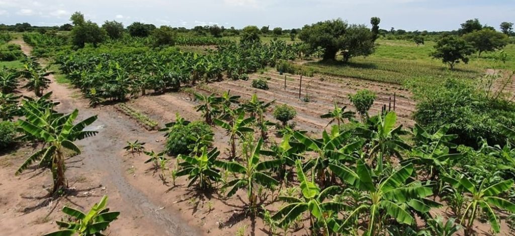 Tchad : un jeune agronome fait pousser de l’ananas et du cacao sur une ...